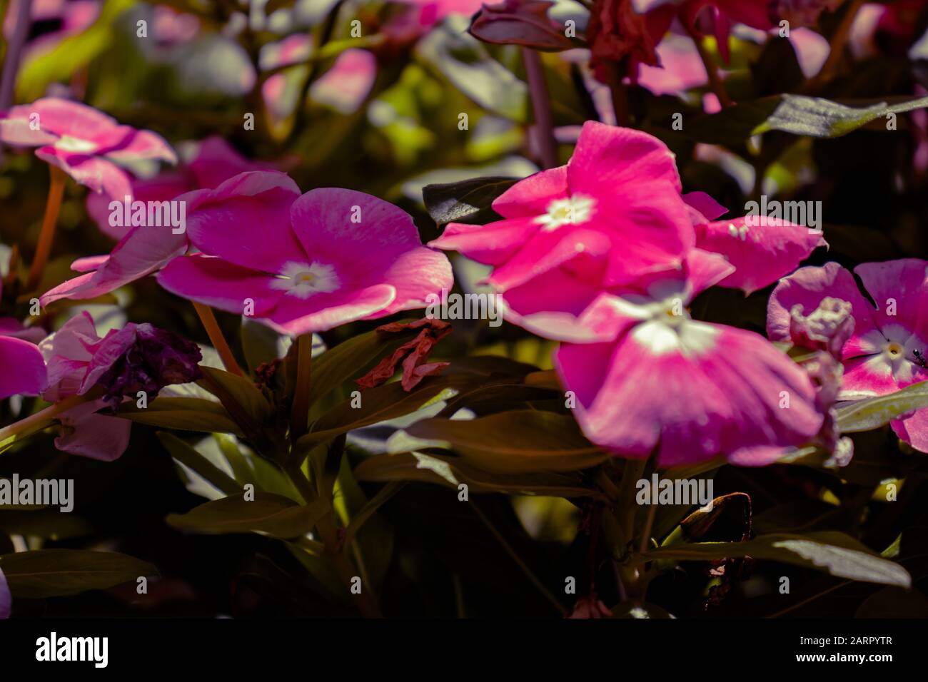 Pink and yellow impatiens plants hi-res stock photography and images ...