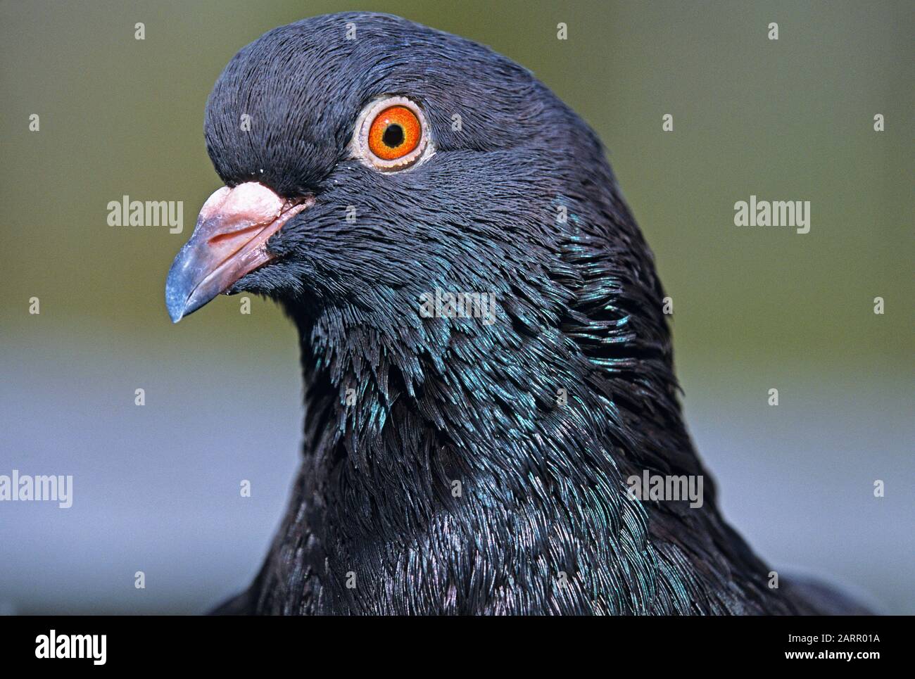 Close up pigeons head hi-res stock photography and images - Alamy