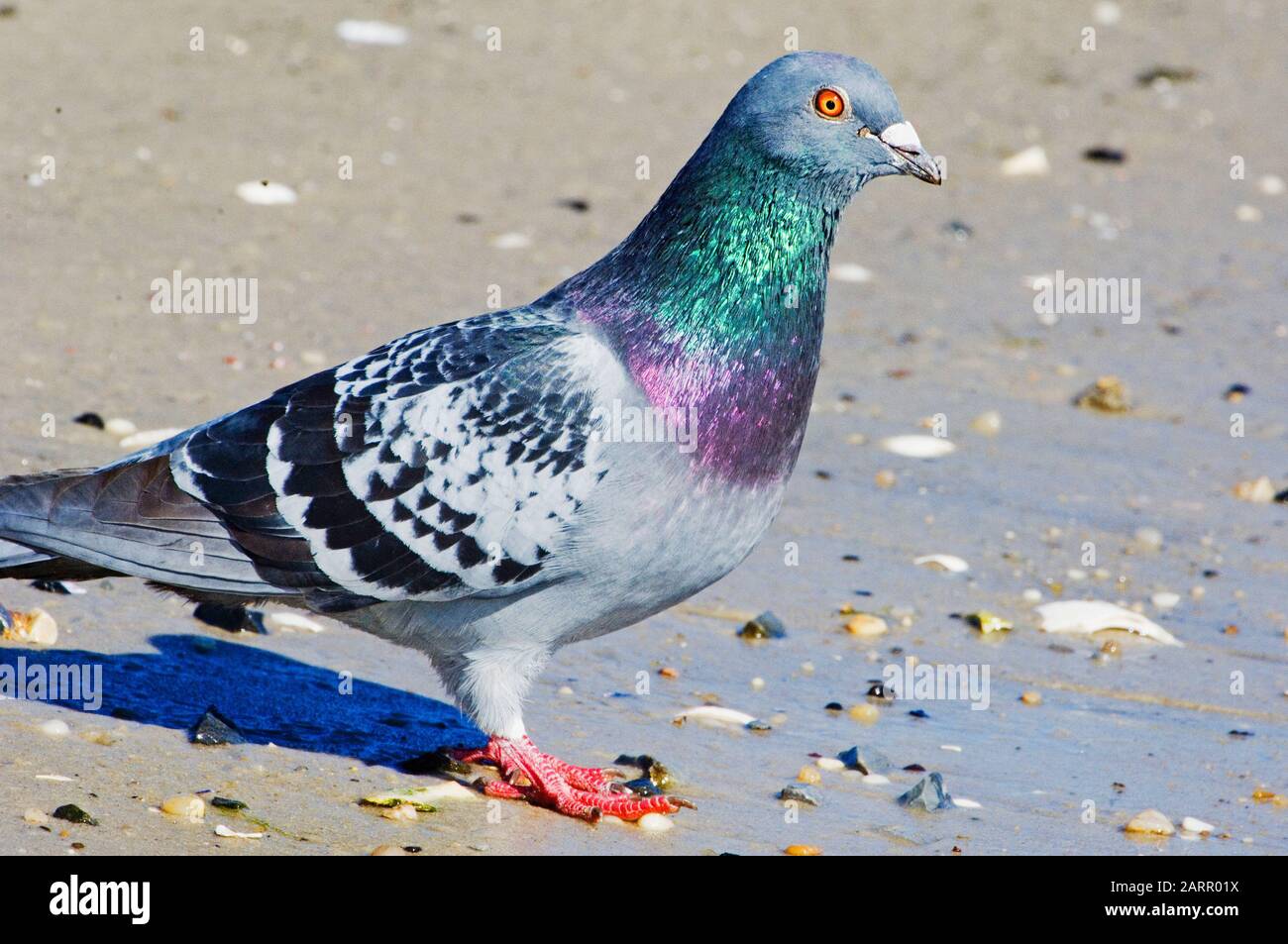 Feral pigeon on ground Stock Photo - Alamy