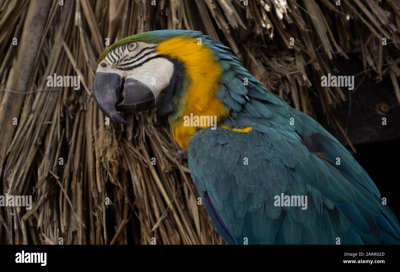 blue and yellow macaw parrot outside Stock Photo - Alamy