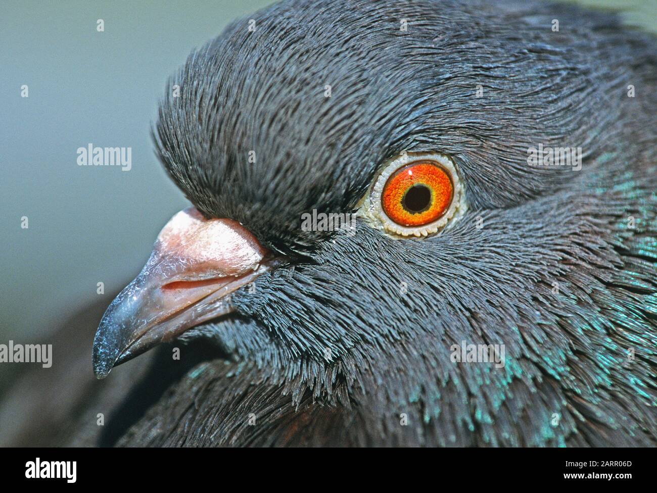 Tight close-up of feral pigeon Stock Photo - Alamy