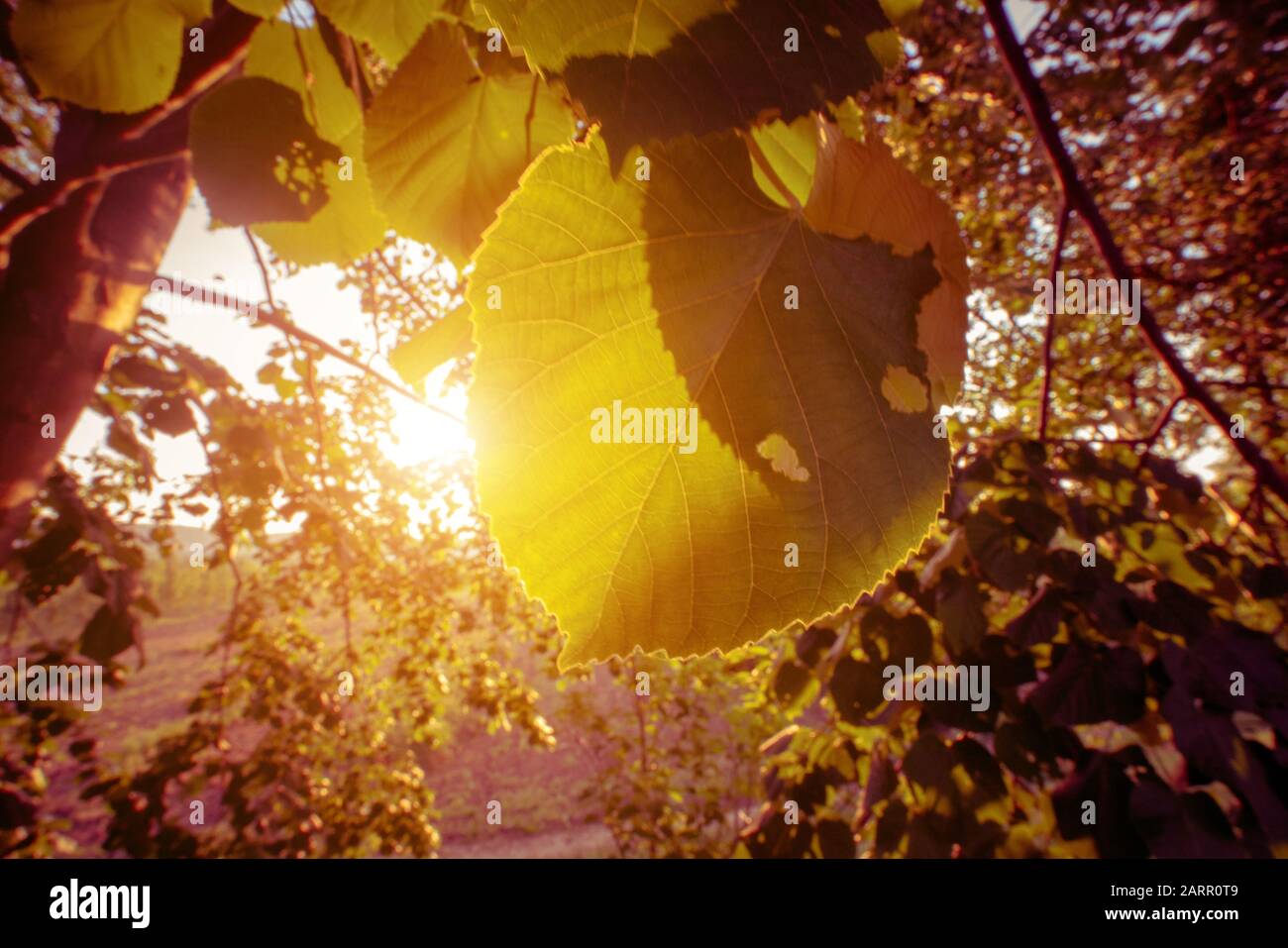 Sun rays passing through the tree foliage Stock Photo - Alamy