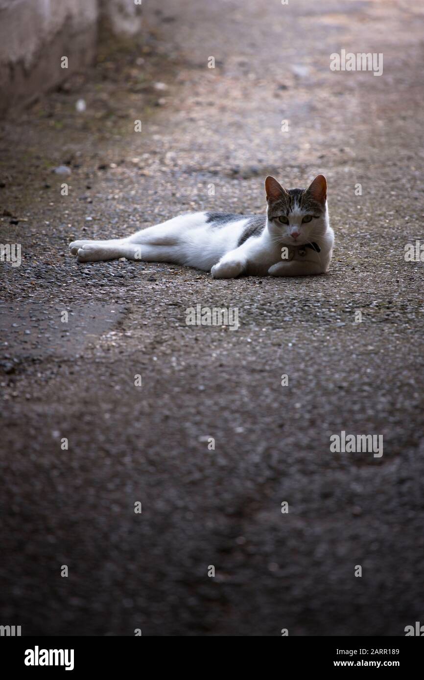 Shady cat hi-res stock photography and images - Alamy