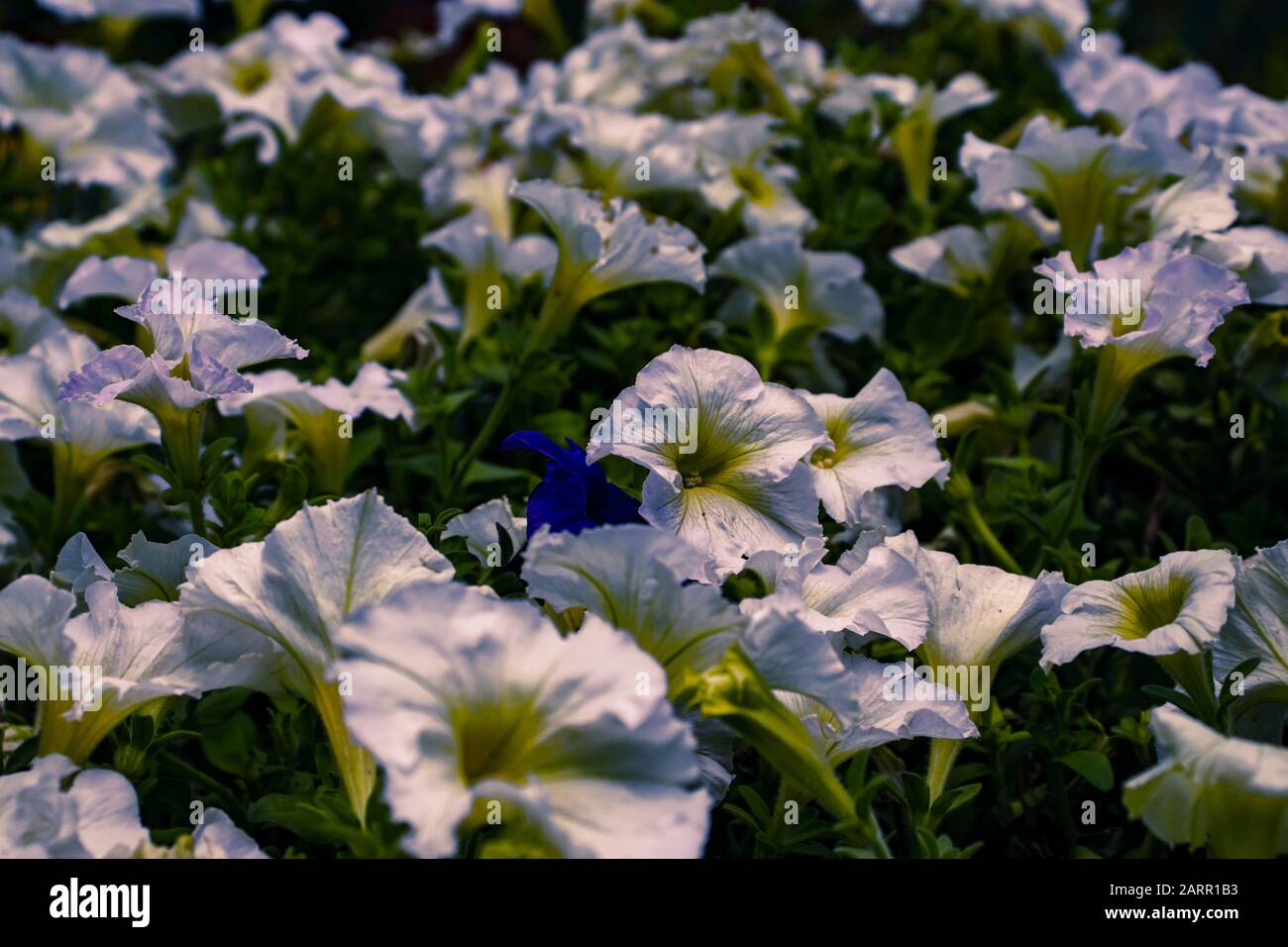 White petunia flowers blossoming outdoors in garden Stock Photo - Alamy
