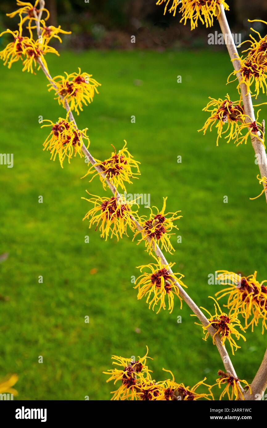 Hamamelis pallida hi-res stock photography and images - Alamy