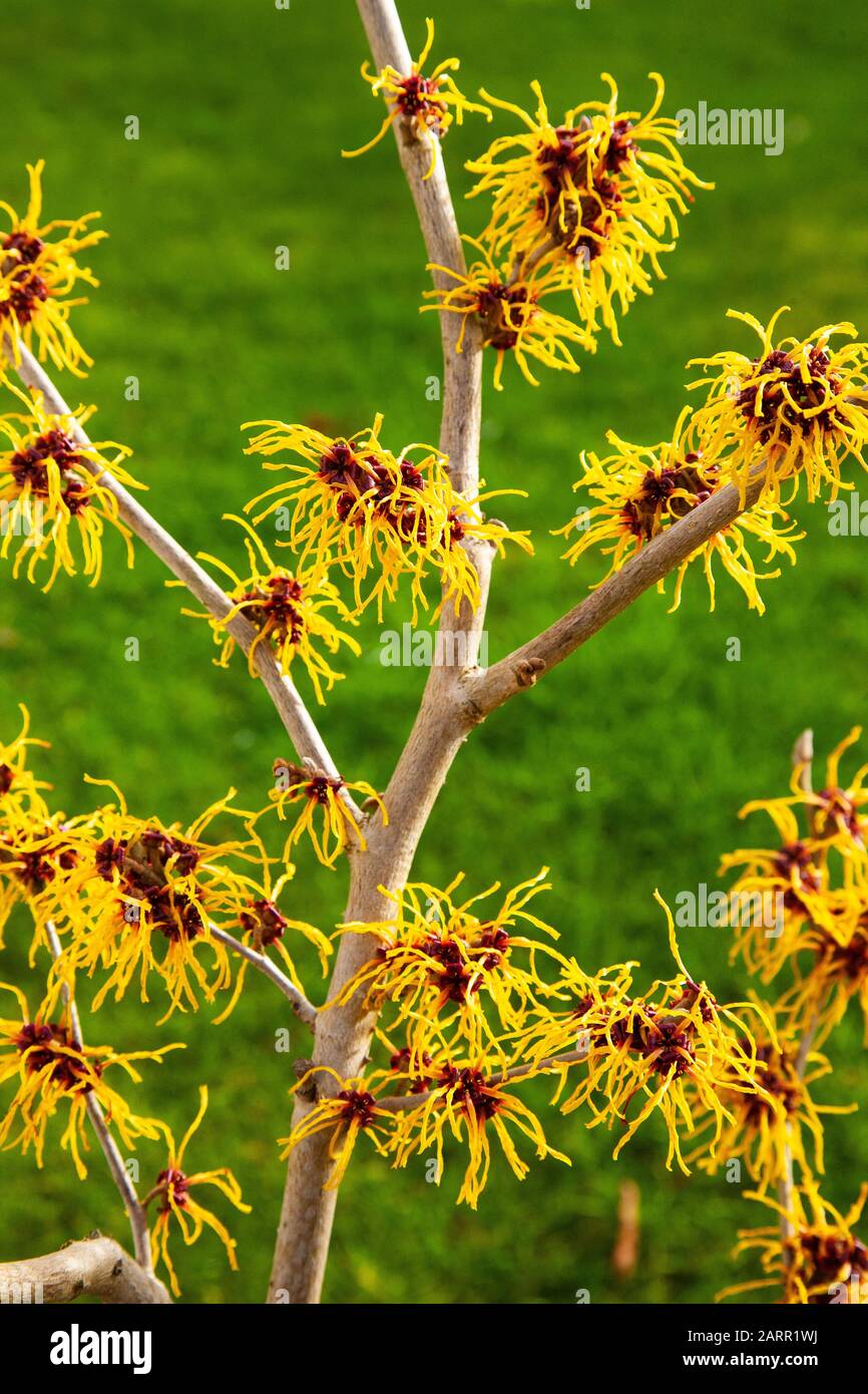 Hamamelis pallida hi-res stock photography and images - Alamy
