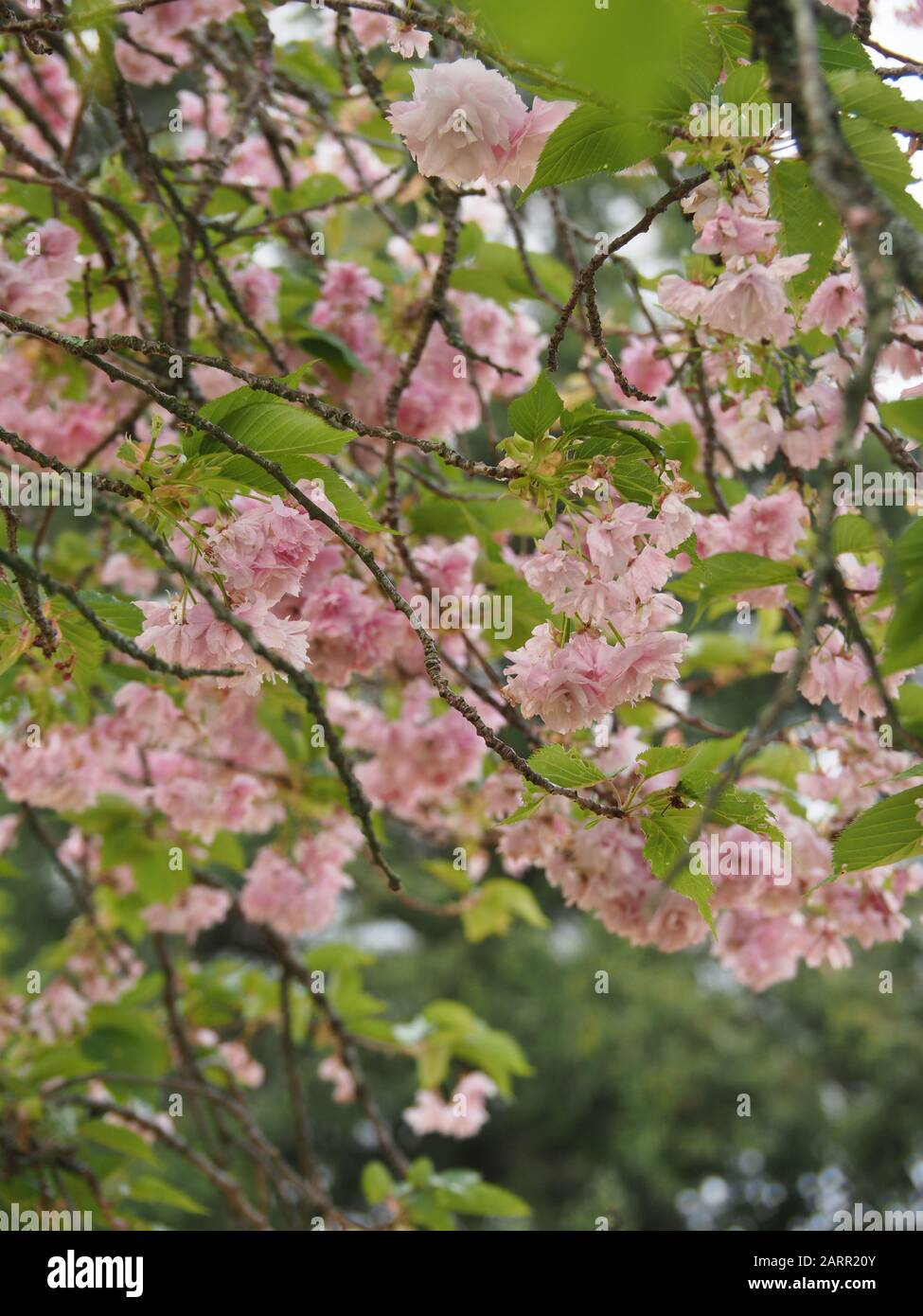 some pink cherry blossom flowers on a prunus tree in the Spring Stock ...