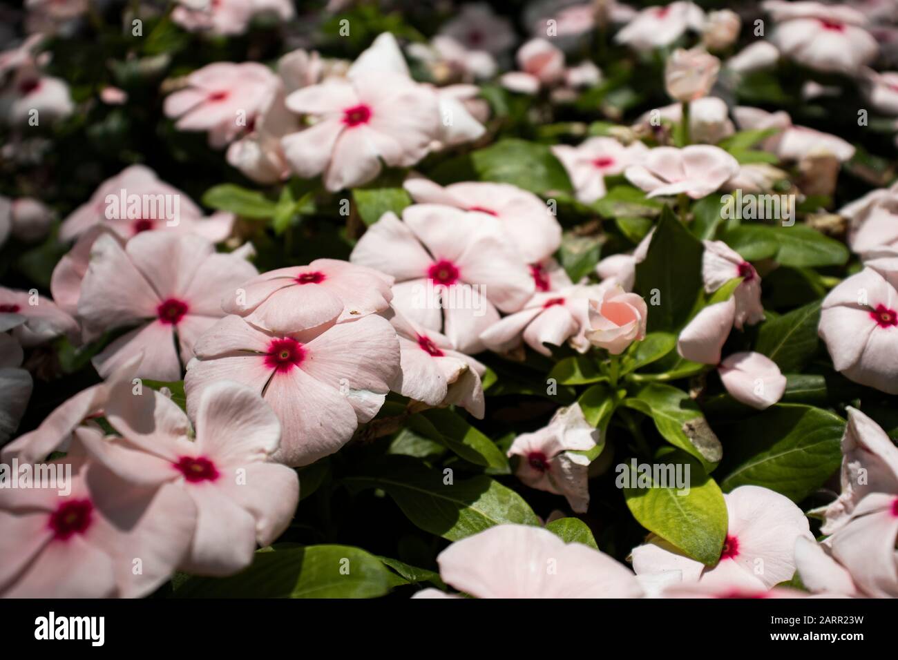 Madagascar Periwinkle plant outdoors during summer. The Flower is White ...