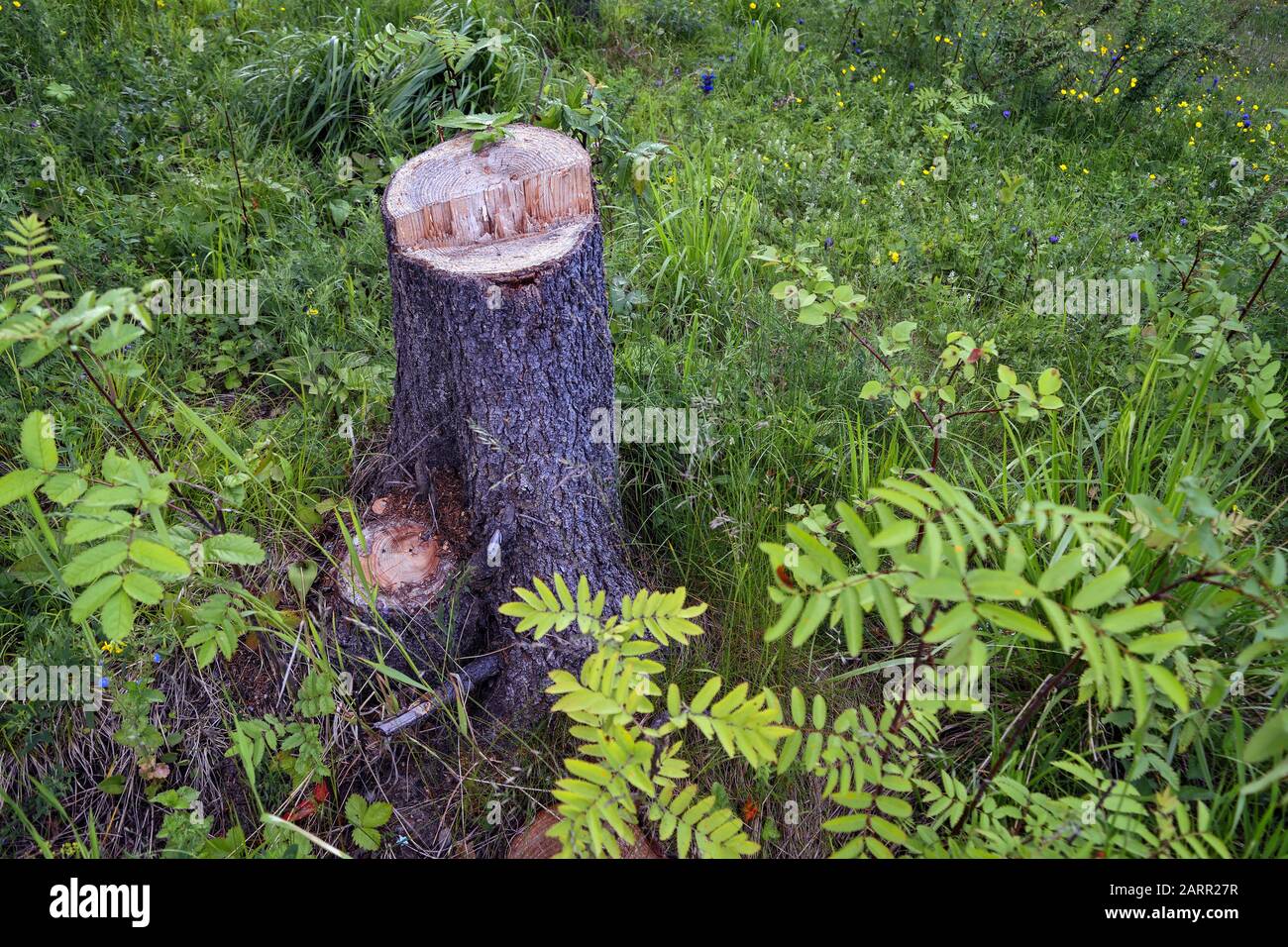 Top view of a fresh tree stump in a forest close-up Stock Photo - Alamy