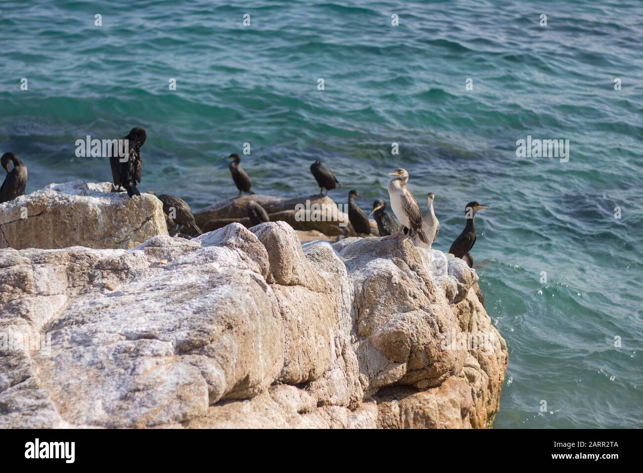 Wild seabirds sit in a flock on coastal rocks near the sea Stock Photo ...