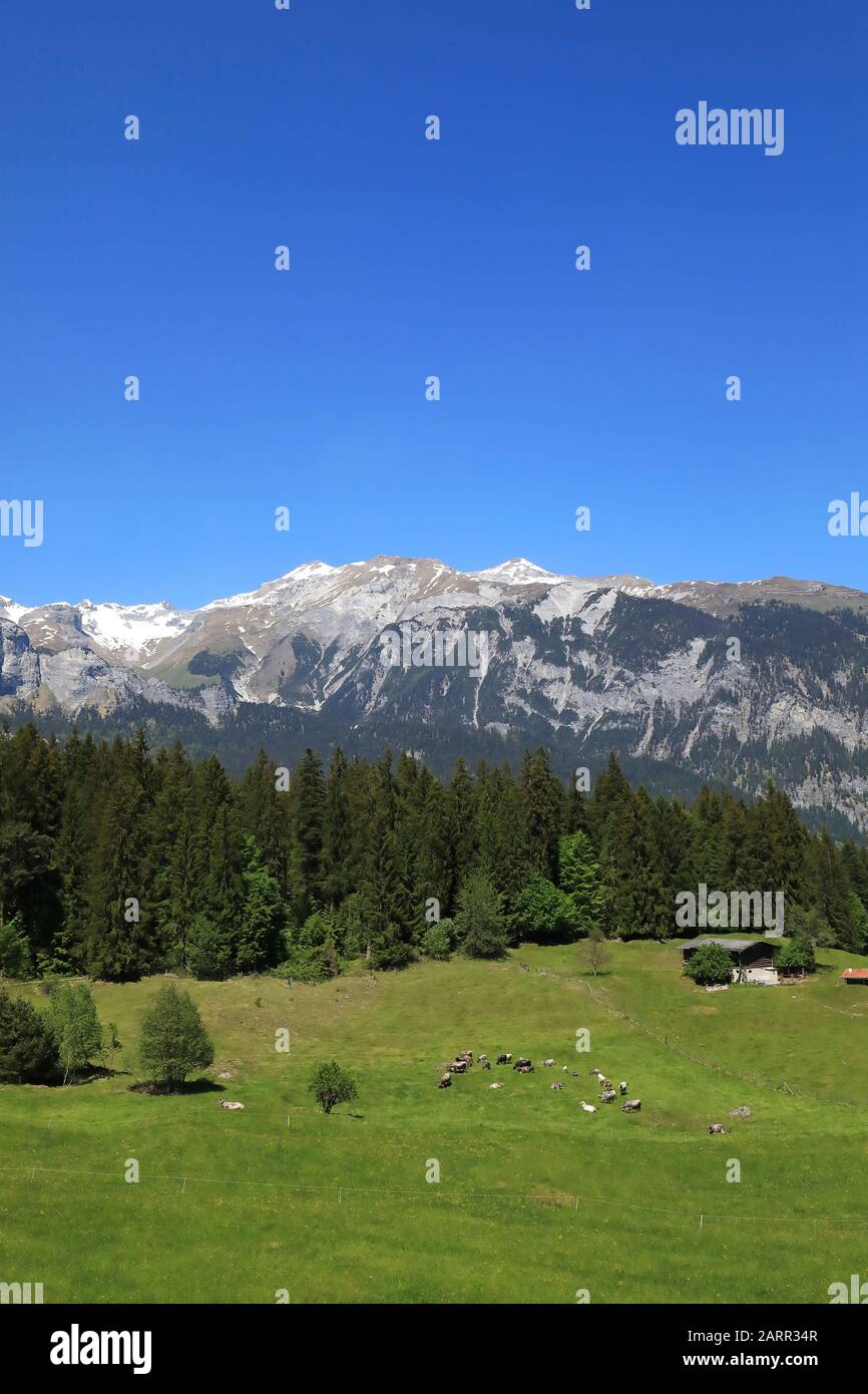 Mountain pasture with cows in the swiss alps, Switzerland Stock Photo ...