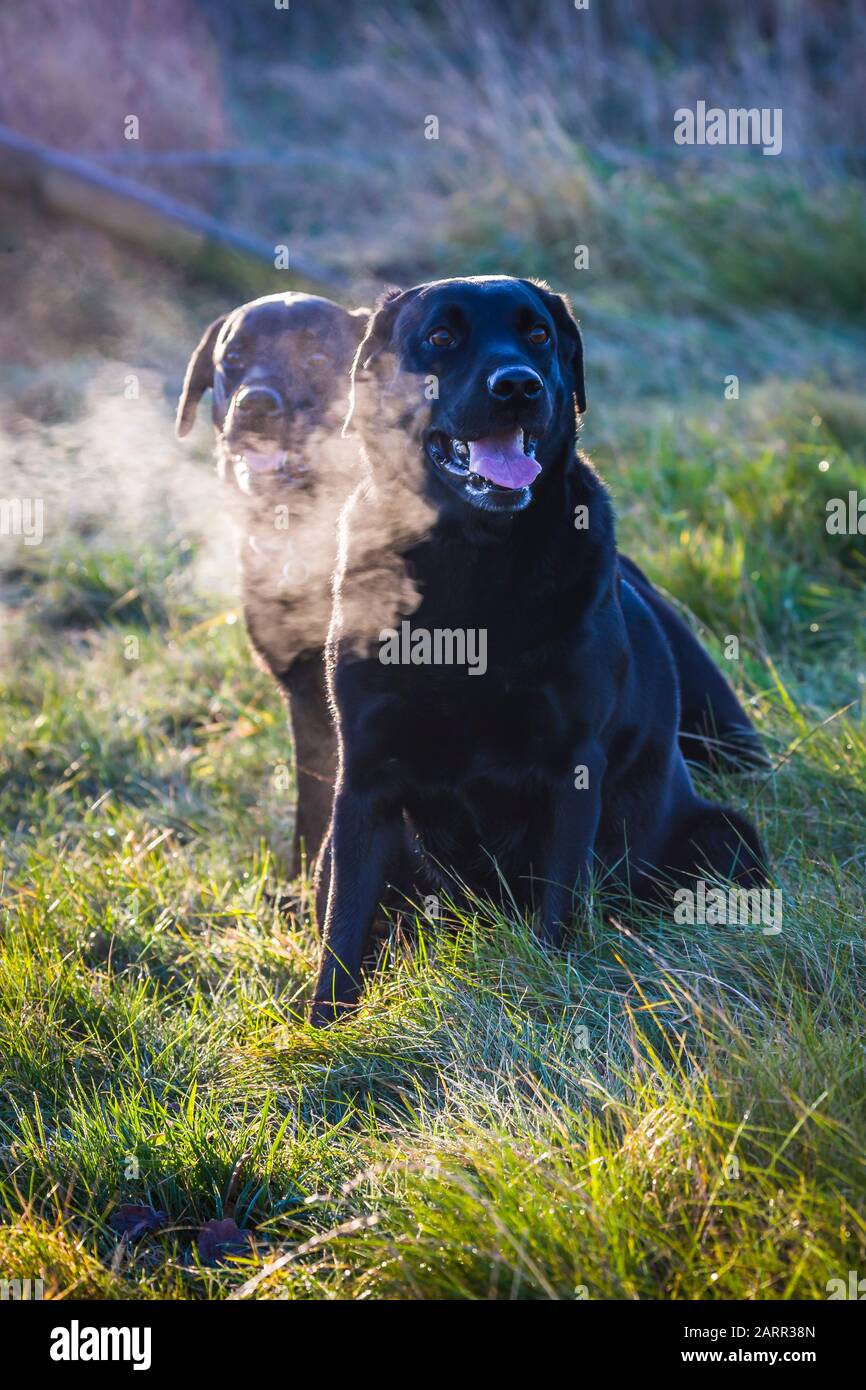 Two black labradors sitting on a winter's morning with their breath ...