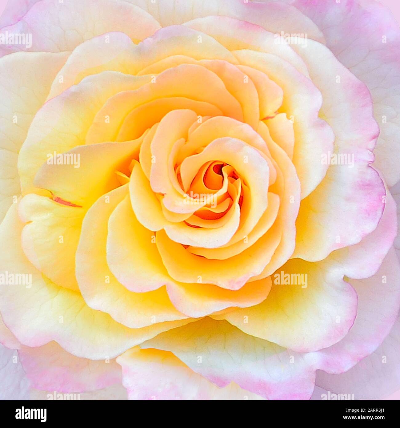 Macro view of delicate pink-yellow rose - beautiful floral background ...