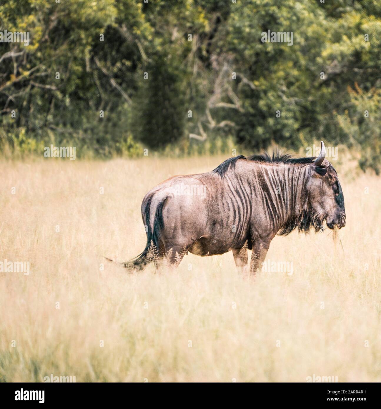 Gnu stands in high grass in Kruger National Park South Africa Stock ...