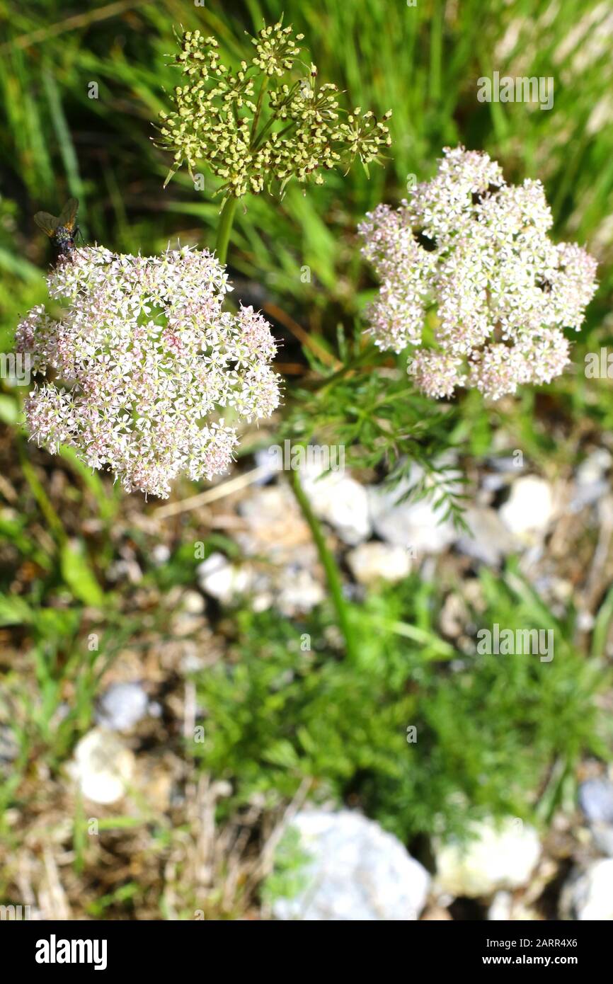 Alpen liebstock hi-res stock photography and images - Alamy