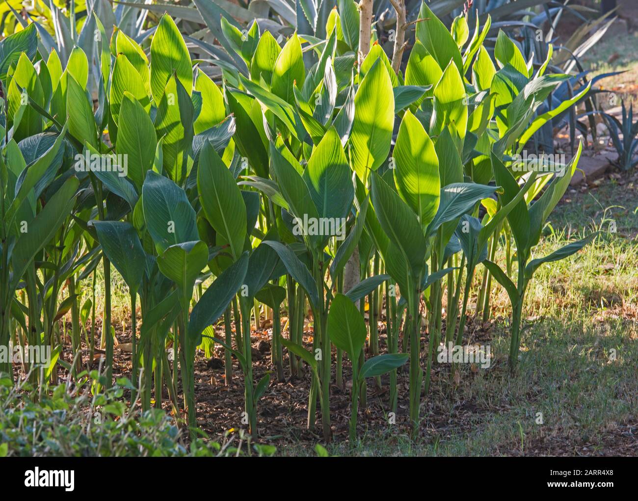 Closeup detail of food crop plants growing in rural countryside field ...