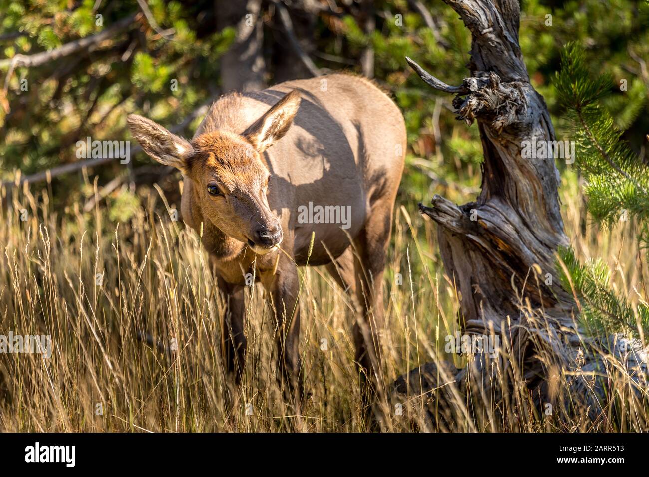Baby elk hi-res stock photography and images - Alamy