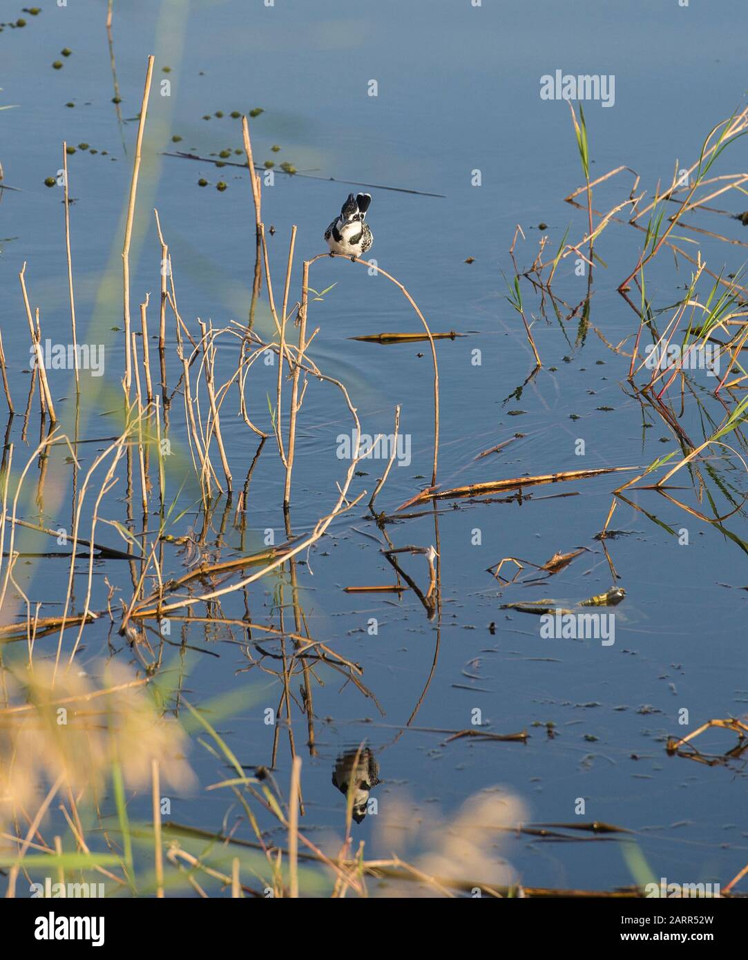 Reed water bird wildlife hi-res stock photography and images - Alamy