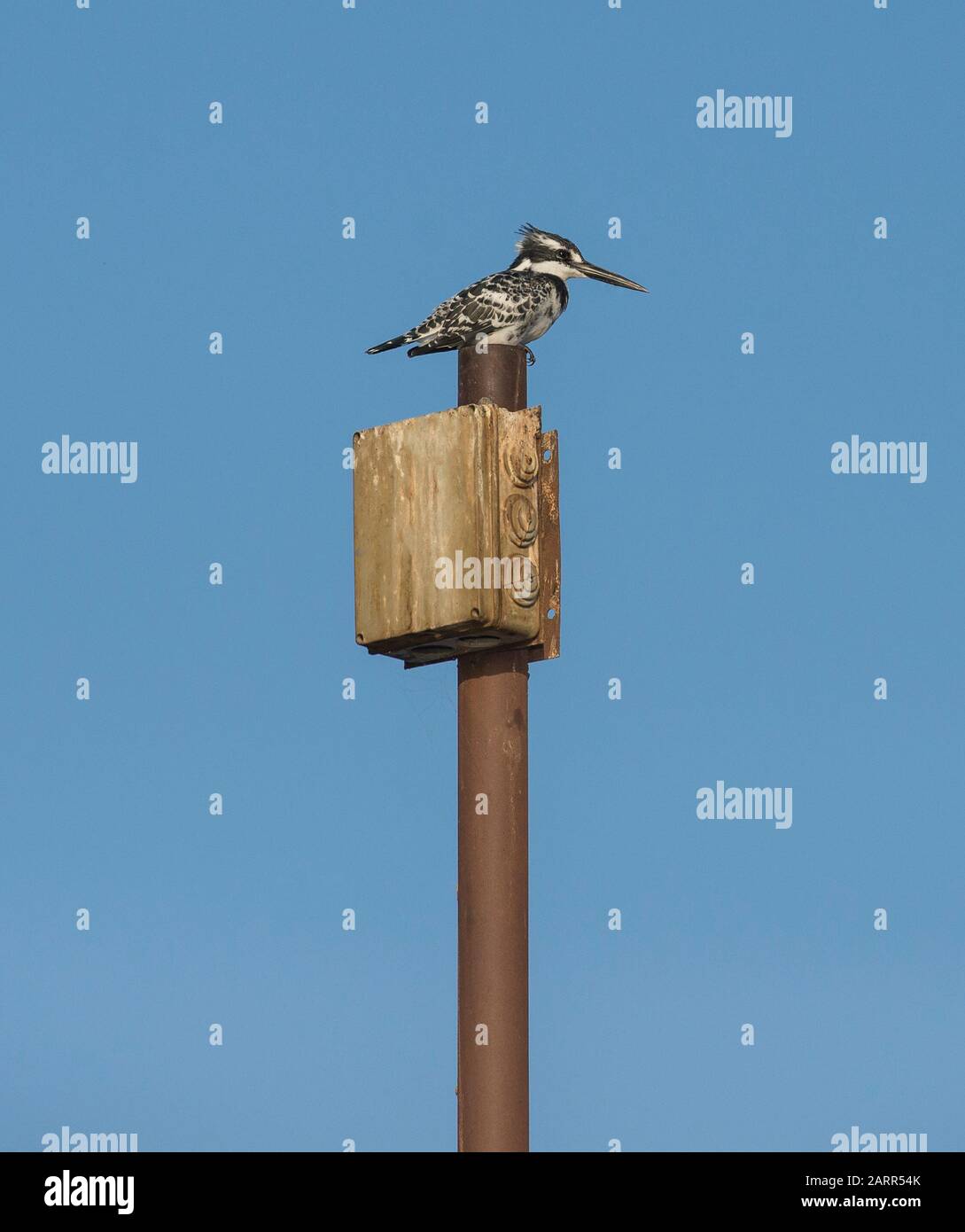 Pied kingfisher ceryle rudis wild bird stood perched on tall post ...