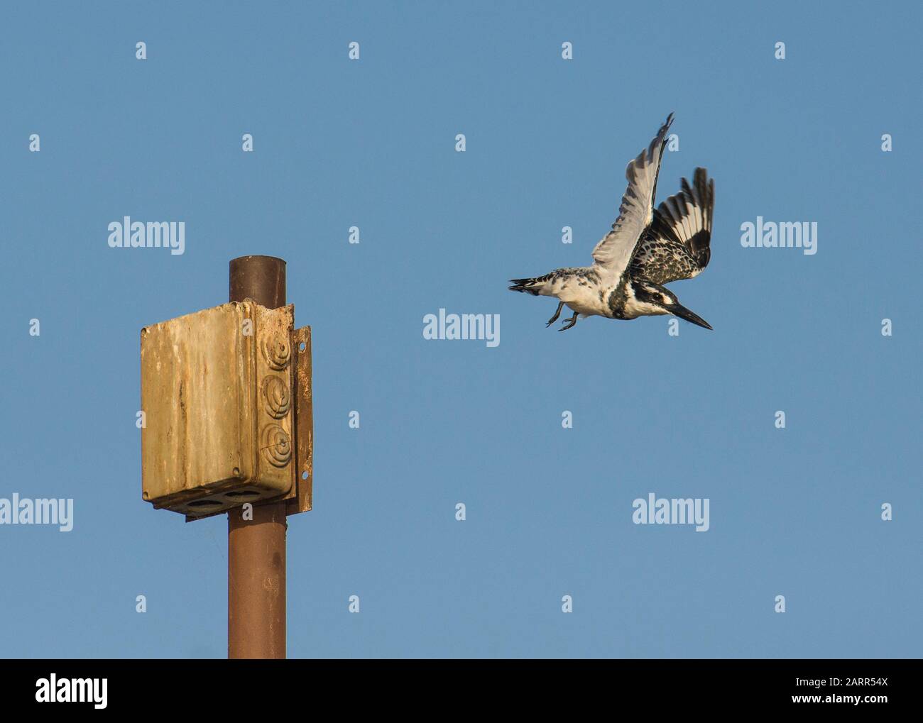 Pied kingfisher ceryle rudis wild bird taking off of perch on post ...