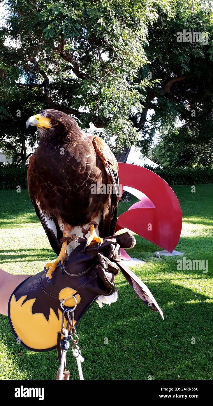 Scaring Pigeons Stock Photos & Scaring Pigeons Stock Images - Alamy