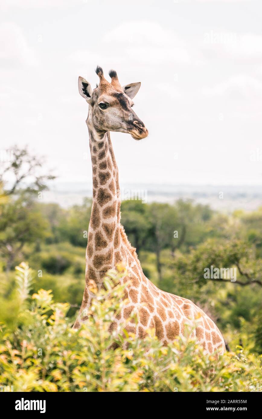 Giraffe stands hi-res stock photography and images - Alamy