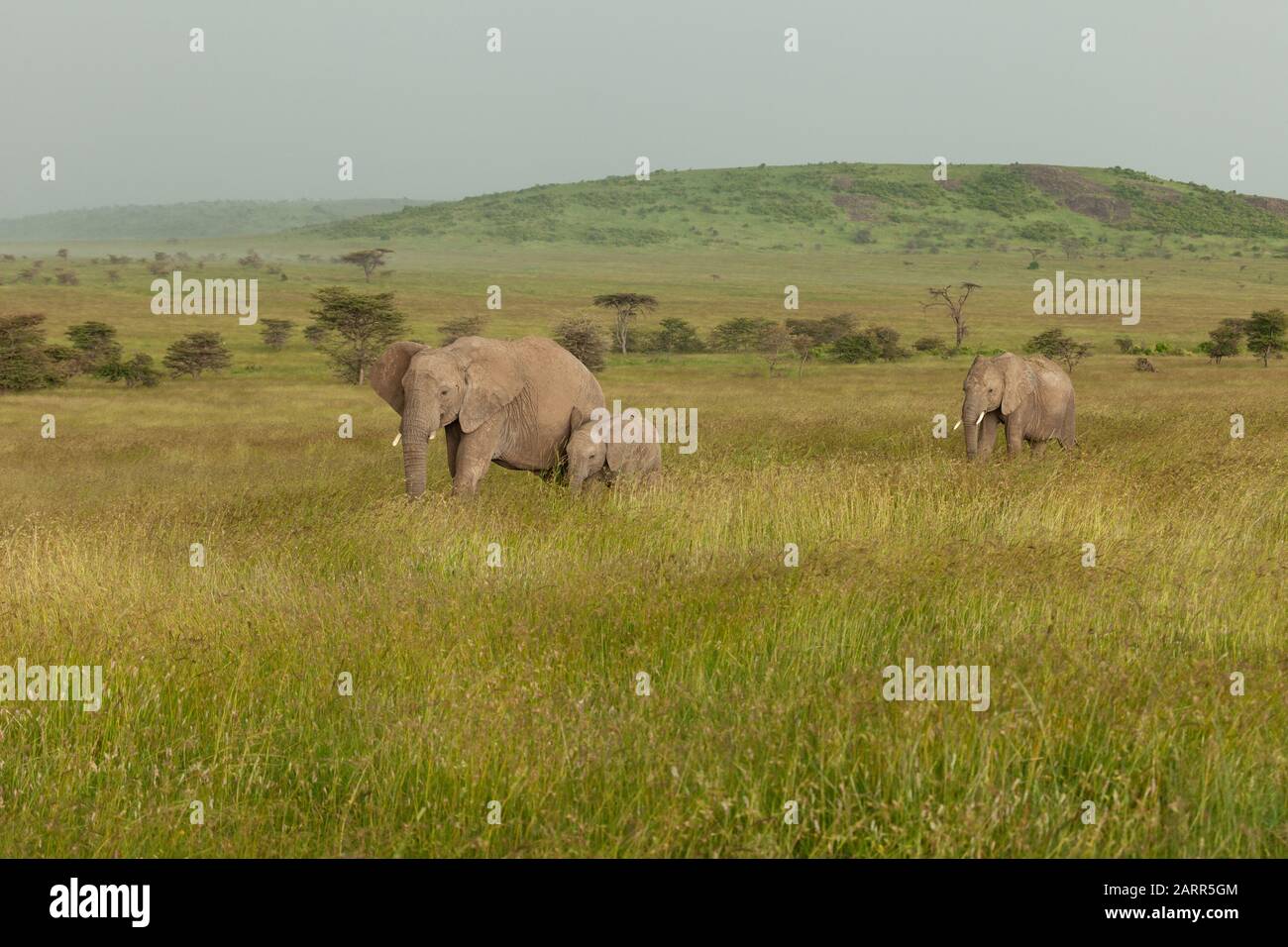 Elephants and elephant pack family hi-res stock photography and images ...