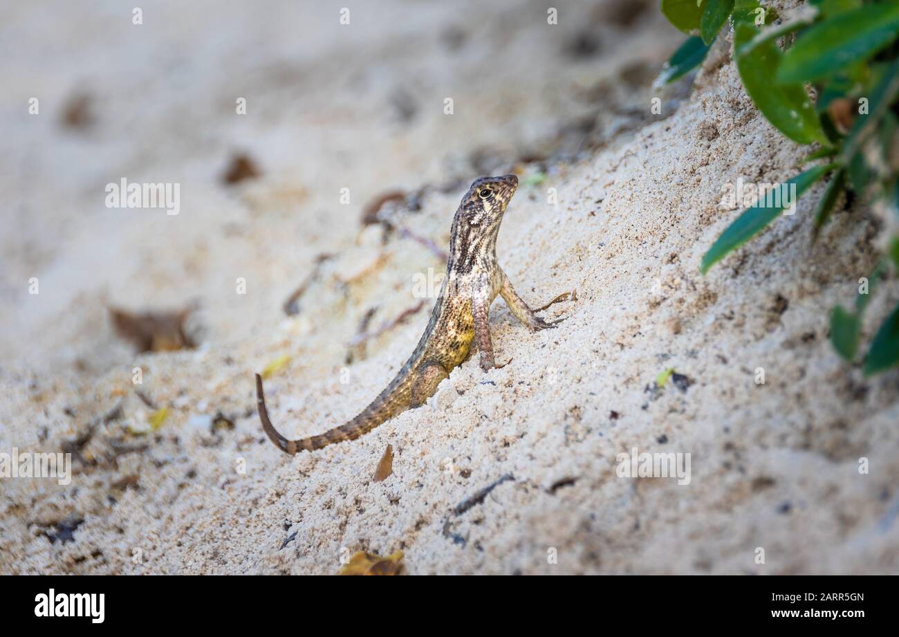 Lizard on beach Stock Photo - Alamy