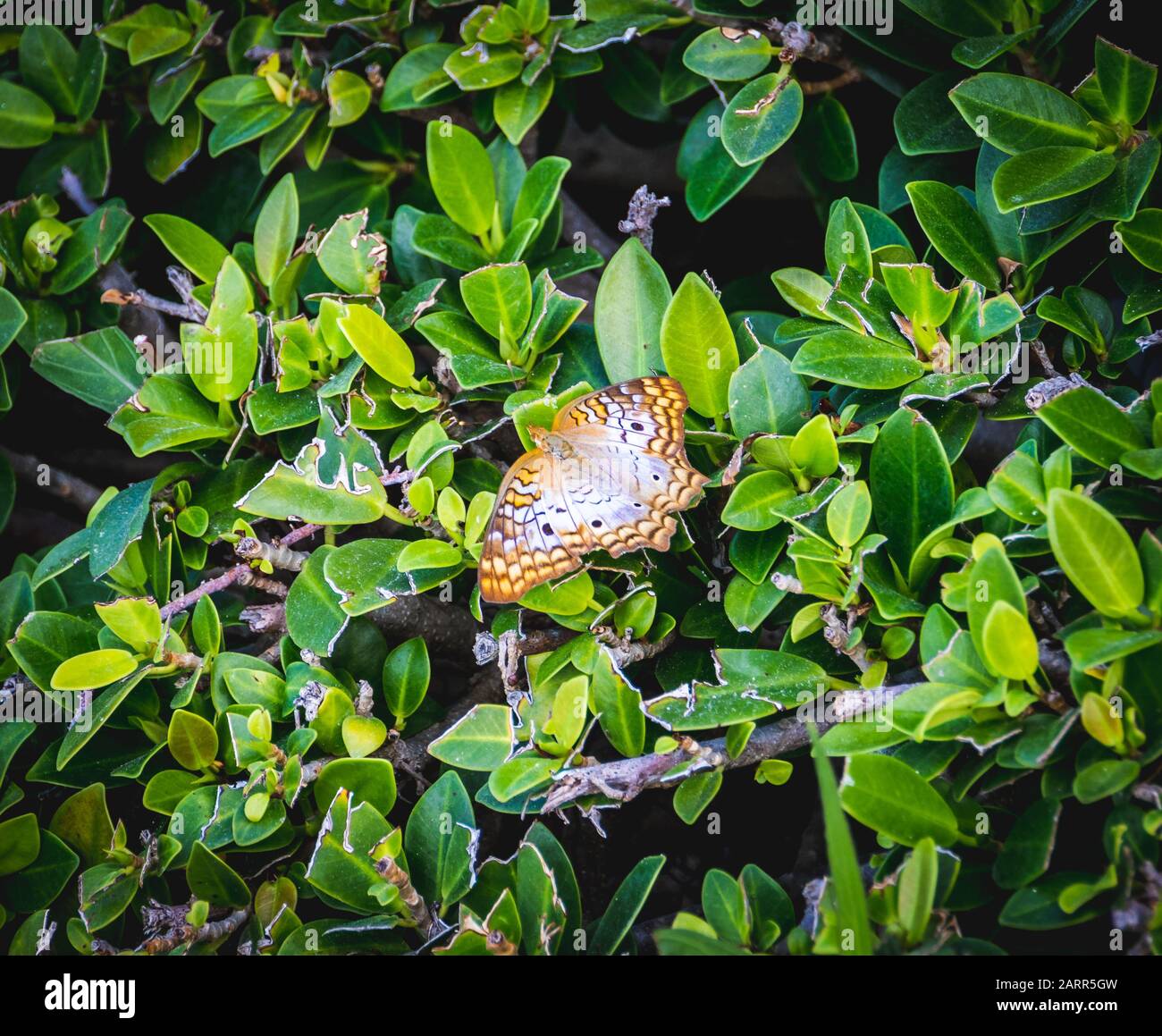 Tropical butterfly on leaves Stock Photo - Alamy