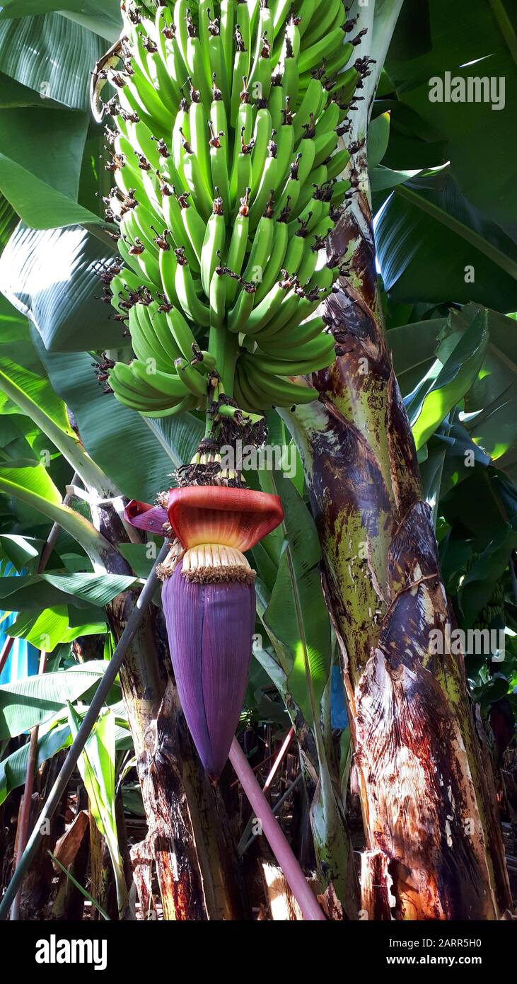 Banana Plantation on the island of Madeira.Each banana tree gives only ...