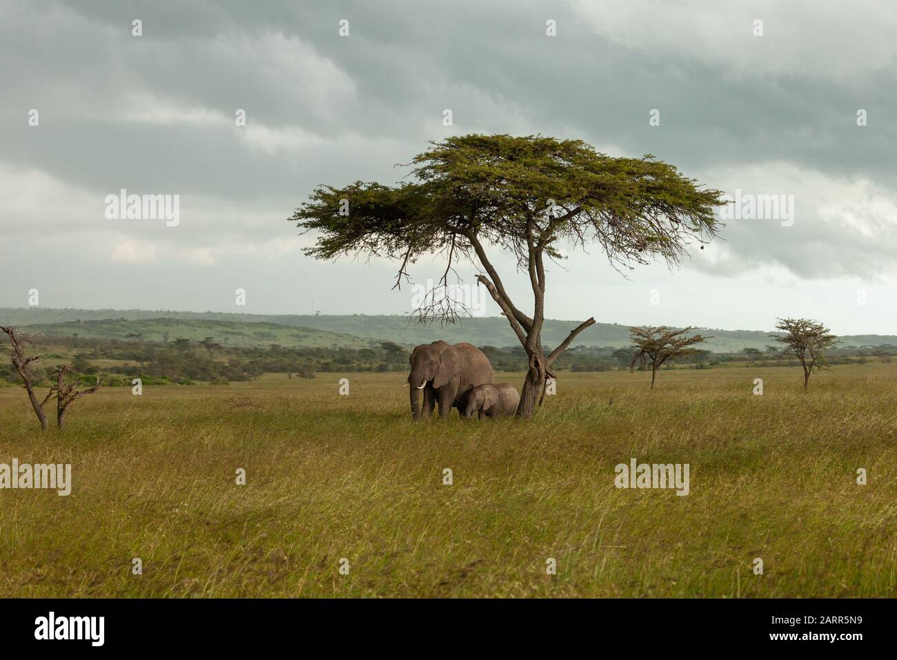 Elephants and elephant pack family hi-res stock photography and images ...