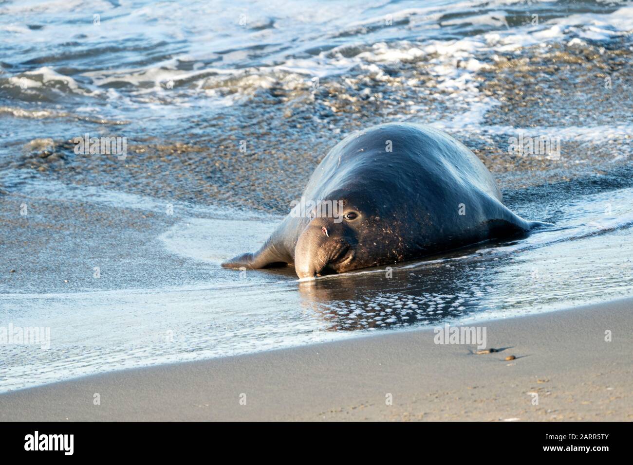 Young Bull Elephant Seal Stock Photo - Alamy