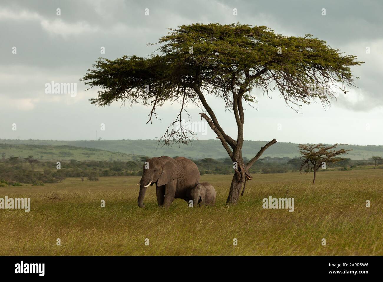 Elephants and elephant pack family hi-res stock photography and images ...