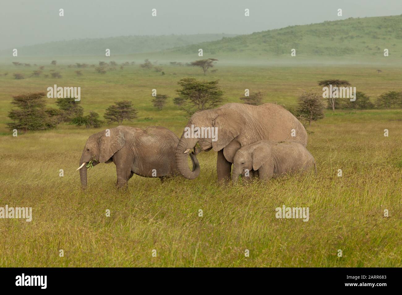 Elephants and elephant pack family hi-res stock photography and images ...