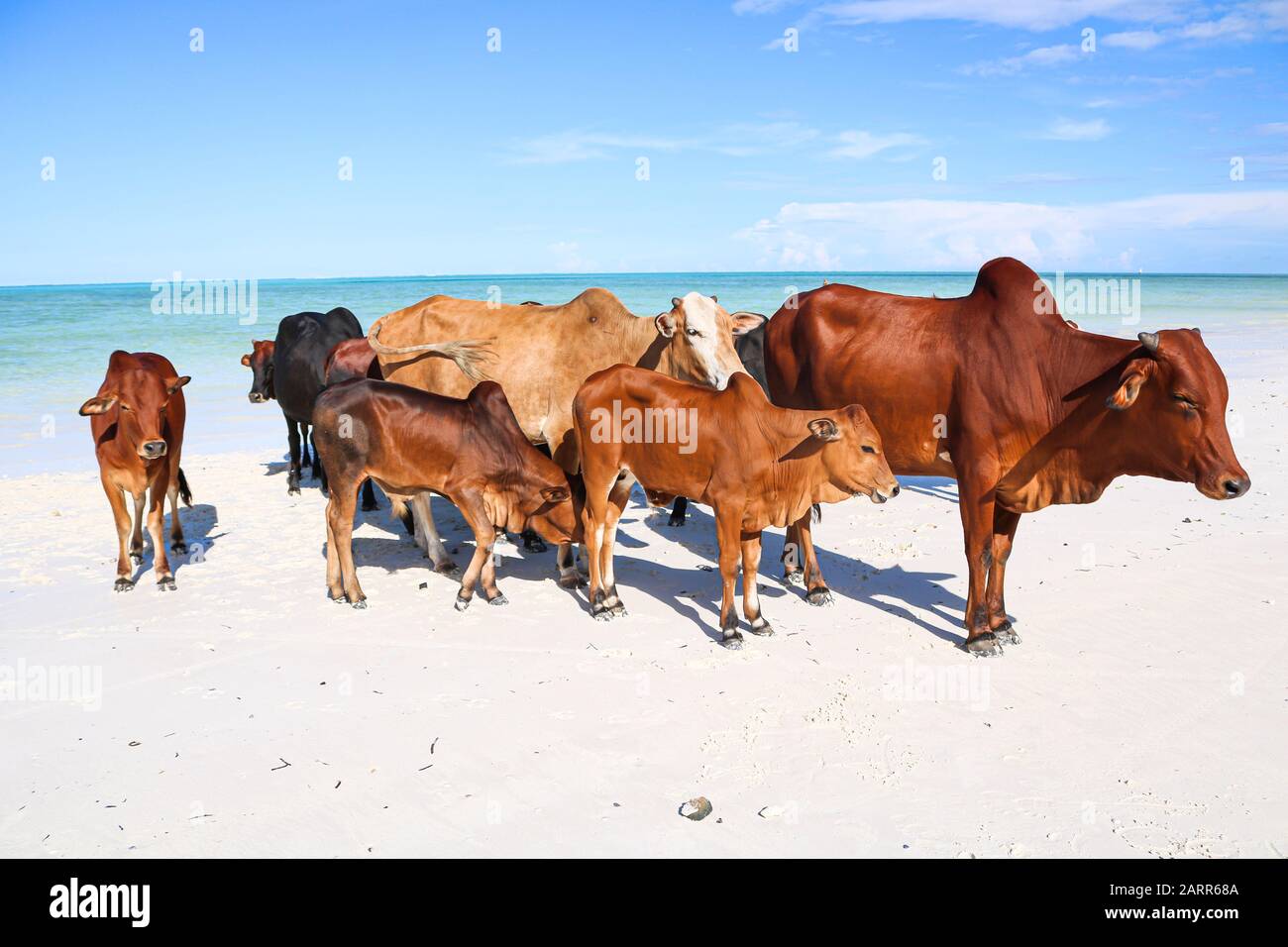 Africa Cows Beach High Resolution Stock Photography and Images - Alamy