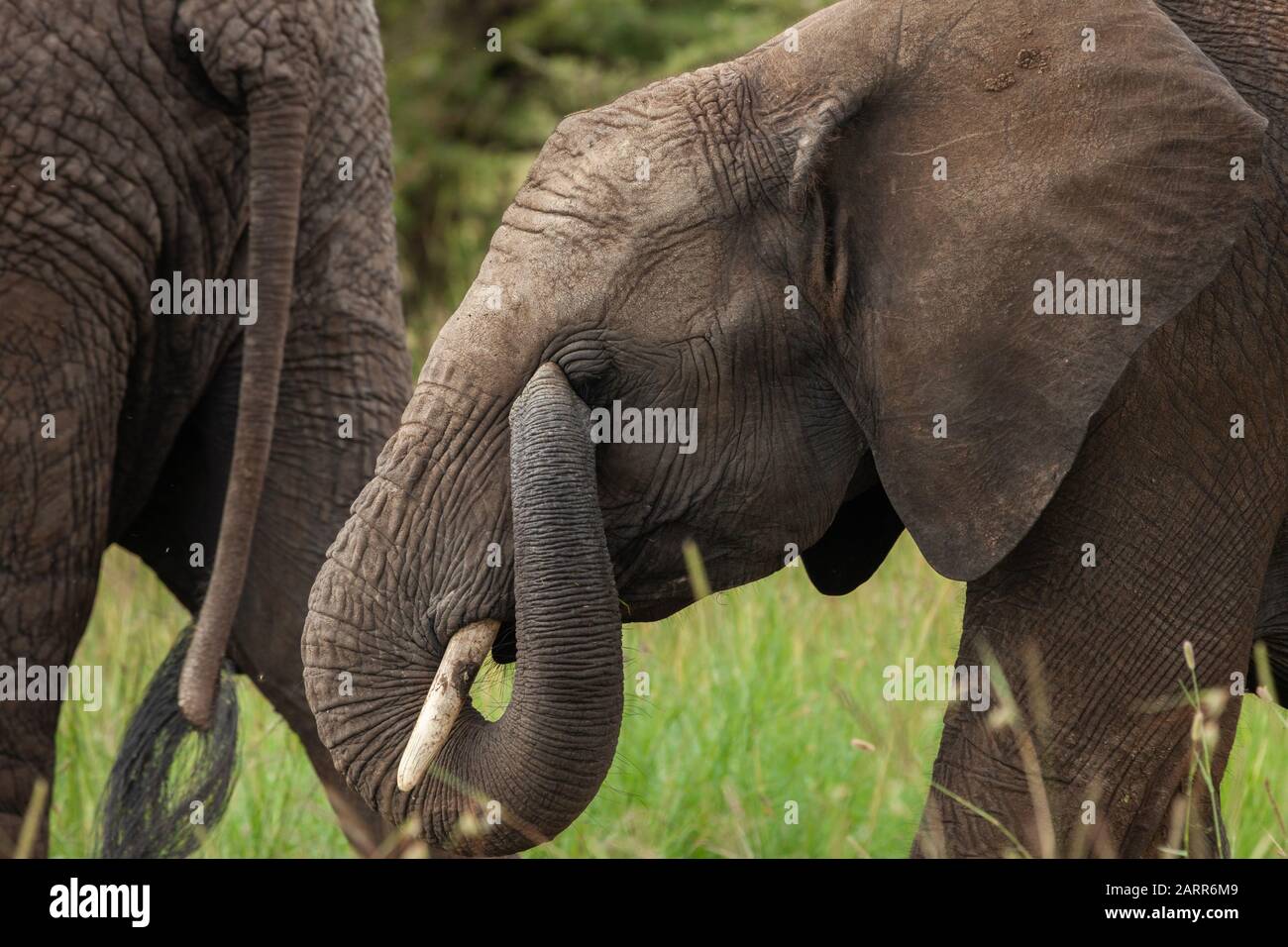 an elephant scratching his eye with his trunk Stock Photo - Alamy