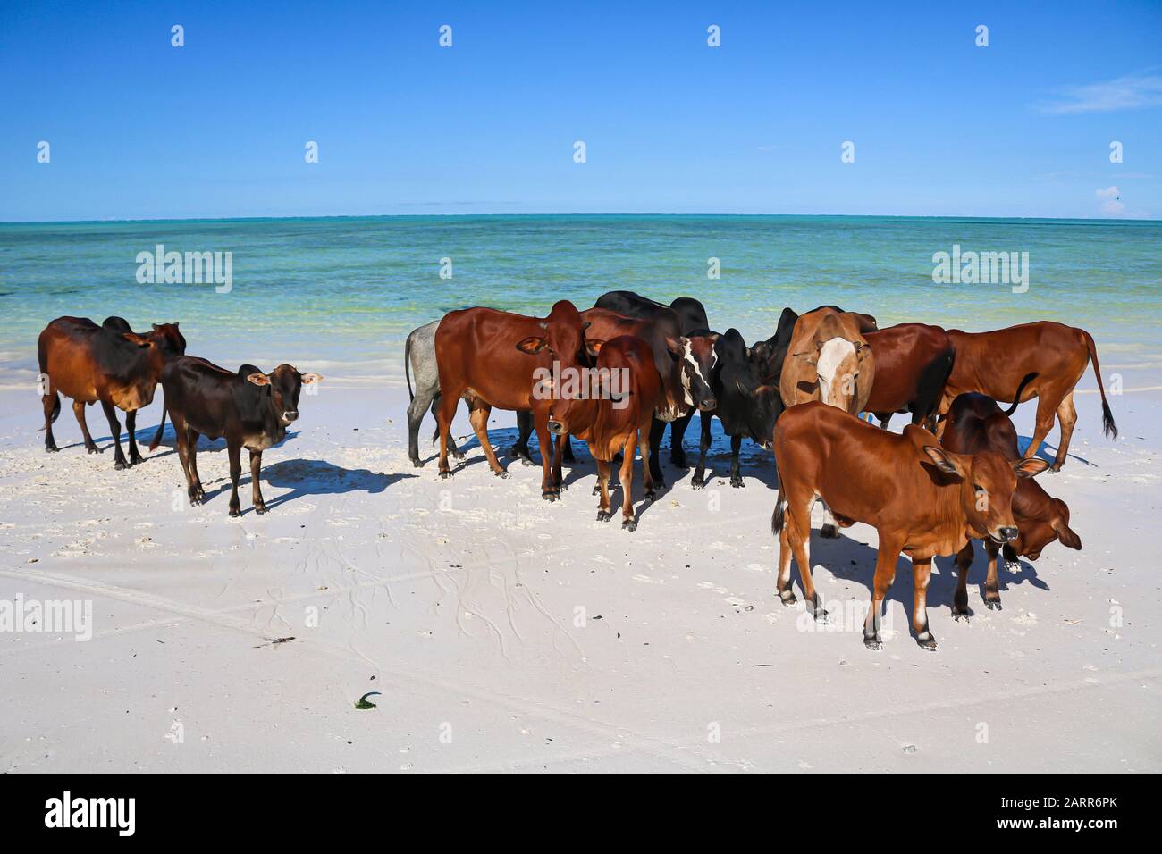 herd of brown cows at beach in zanzibar Stock Photo - Alamy