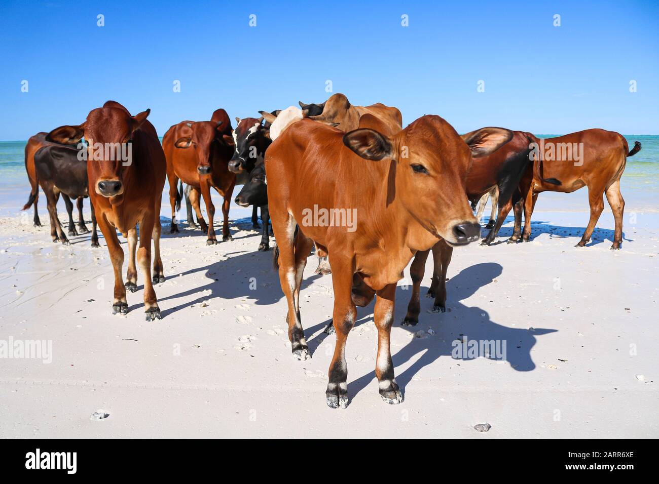 Africa cows beach hi-res stock photography and images - Alamy