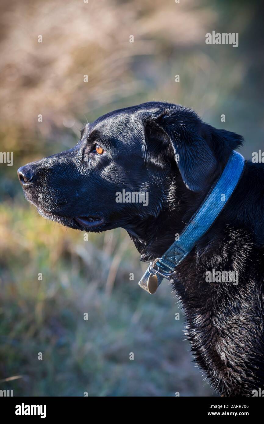 A black labrador gun dog Stock Photo - Alamy