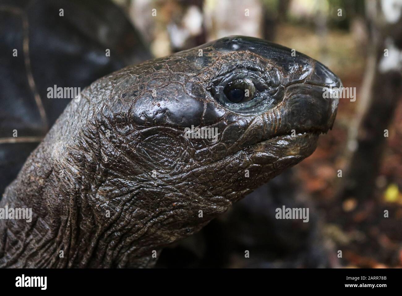 black giant turtle in tropical forest in africa Stock Photo - Alamy