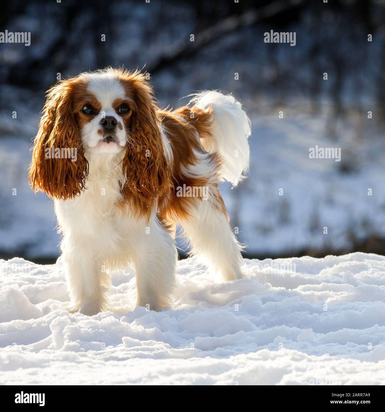 Cavalier King Charles Spaniel Blenheim Stock Photo - Alamy
