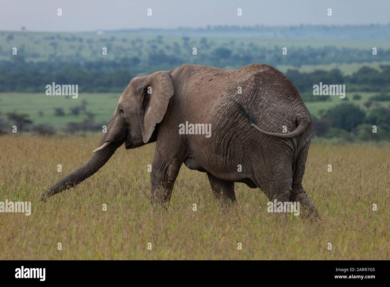 single elephant on the savannah Stock Photo - Alamy