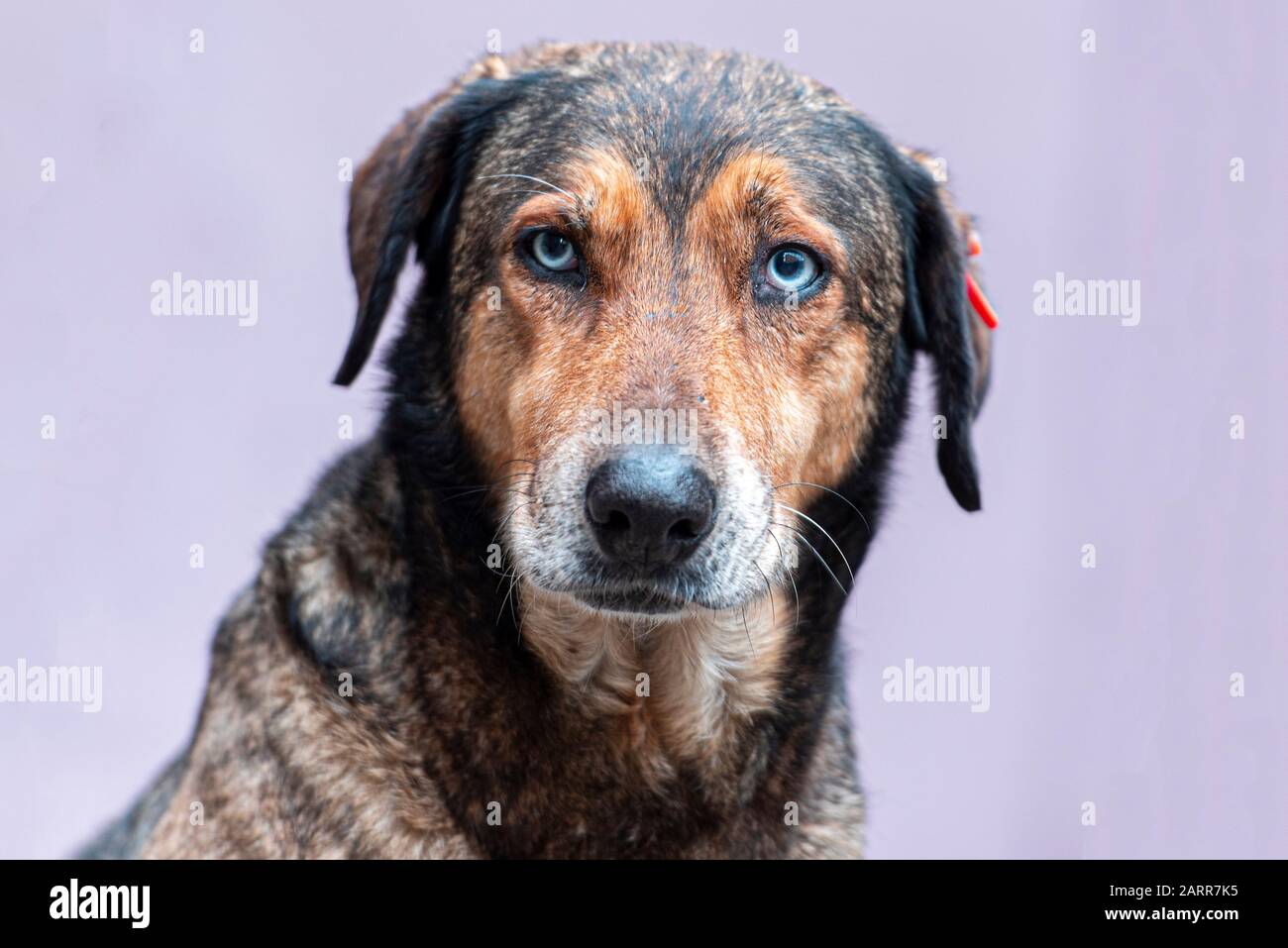 Homeless Dog in front of Camera, Homeless Dog sitting on the Street ...