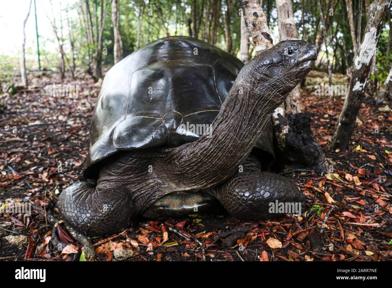 black giant turtle in tropical forest in africa Stock Photo - Alamy