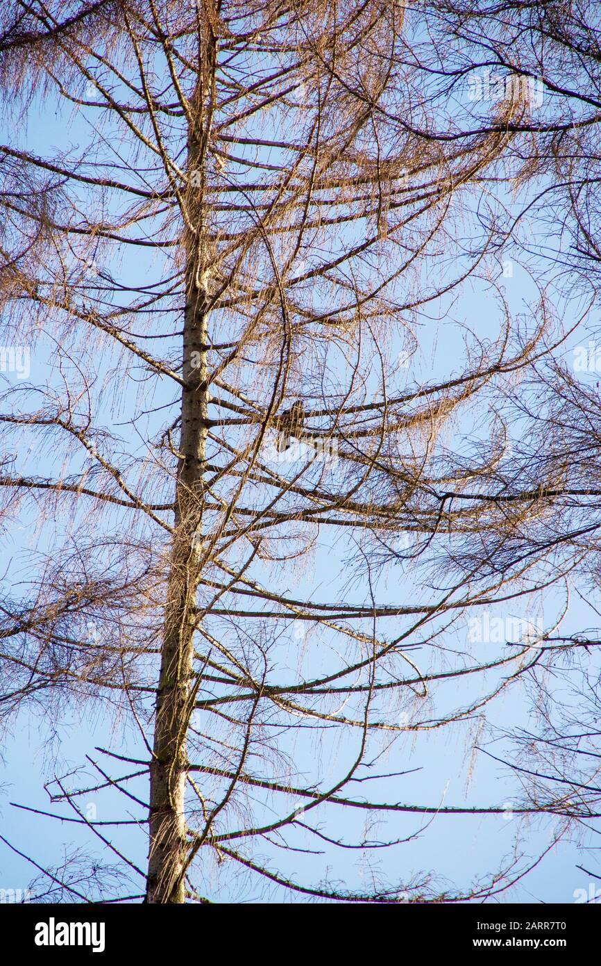 large conifer with a bird sitting on a branch Stock Photo - Alamy