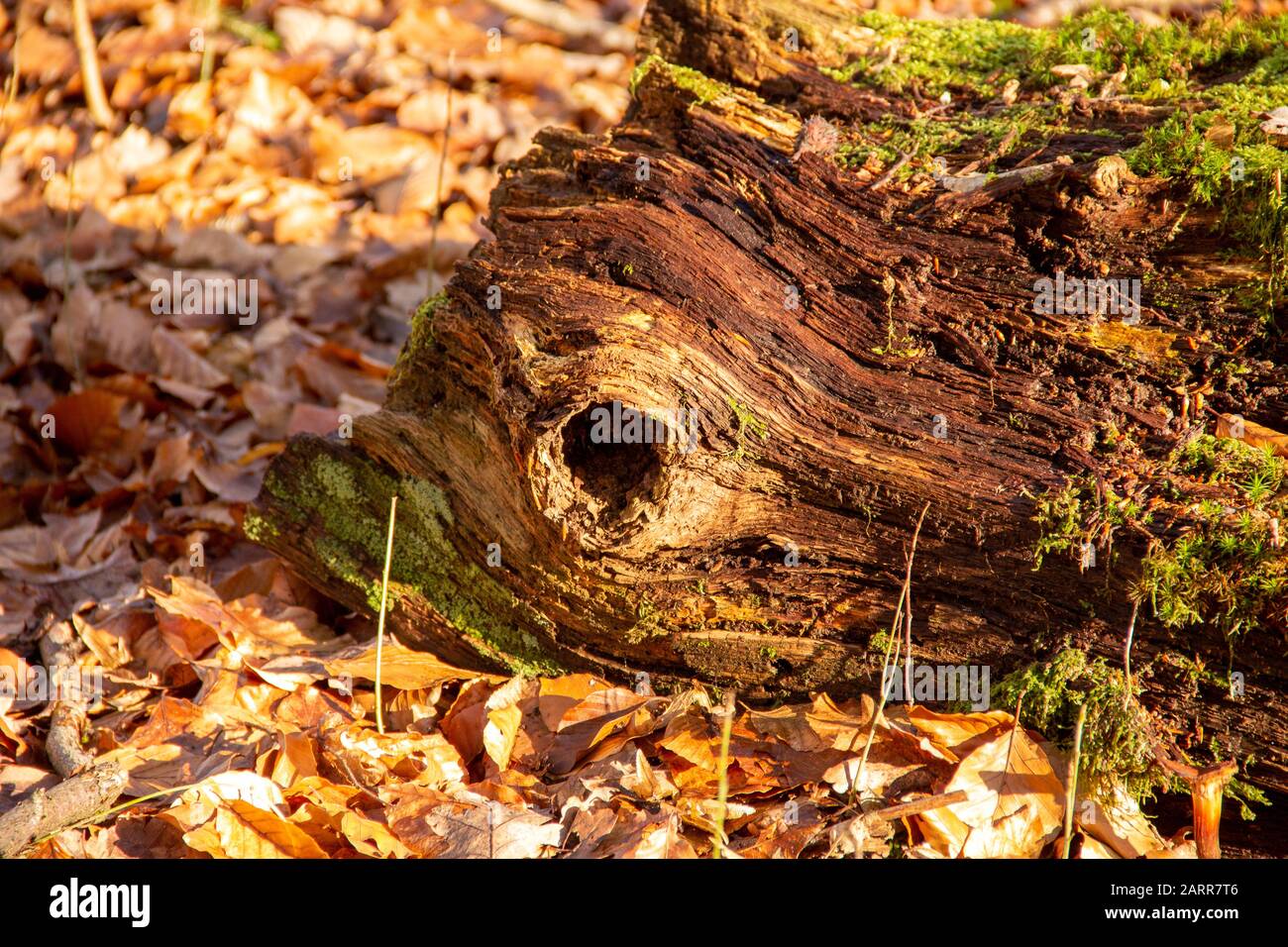 a rotten tree with moss cover and a large knothole Stock Photo - Alamy
