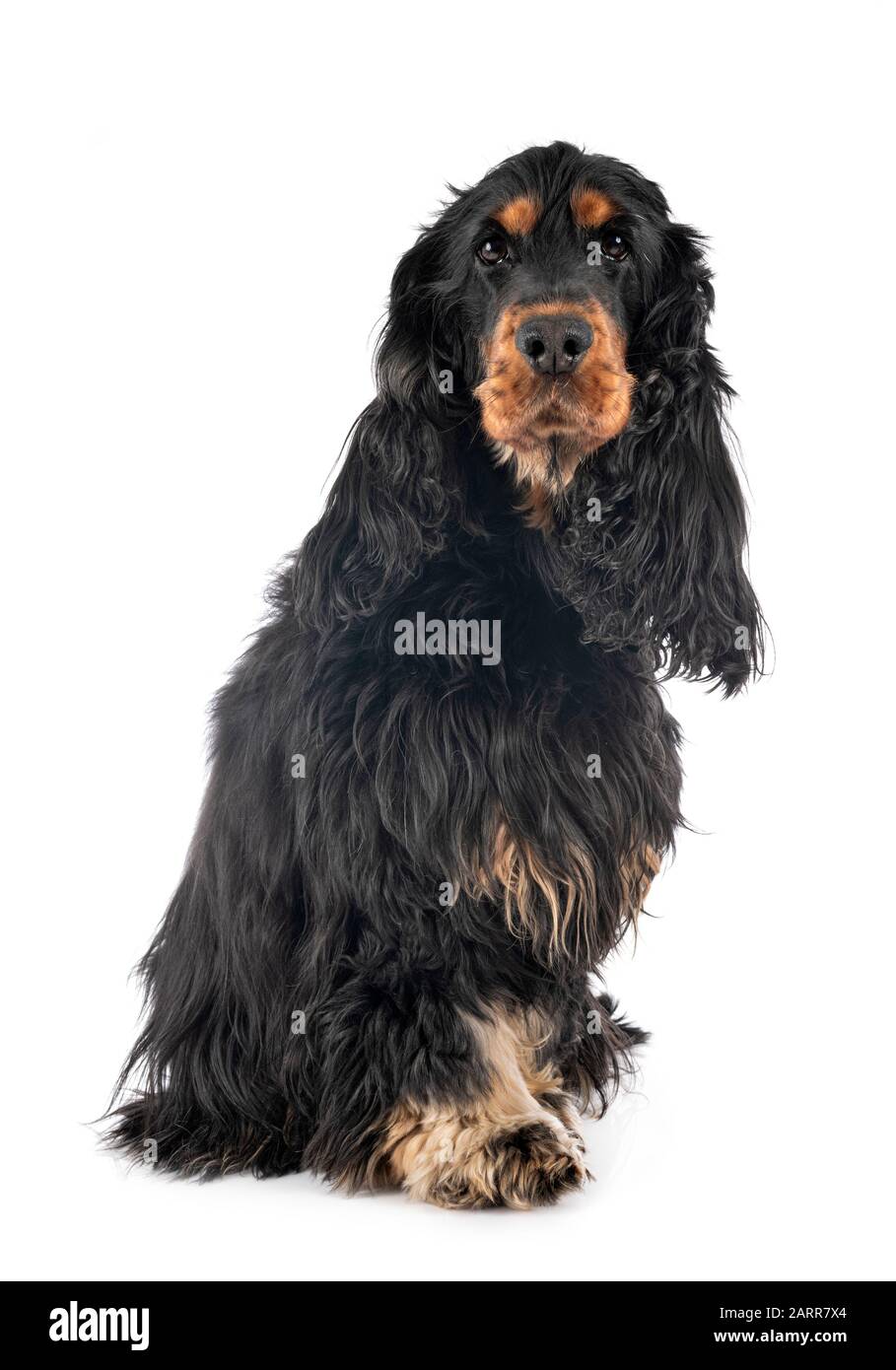 cocker spaniel in front of white background Stock Photo - Alamy