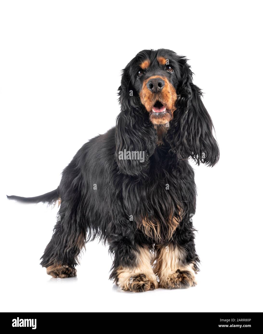 cocker spaniel in front of white background Stock Photo - Alamy