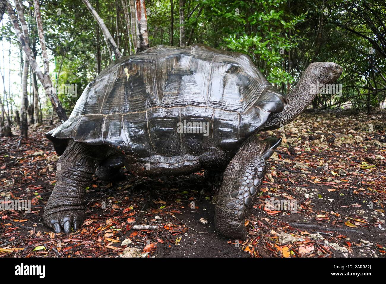 African giant tortoises hi-res stock photography and images - Alamy