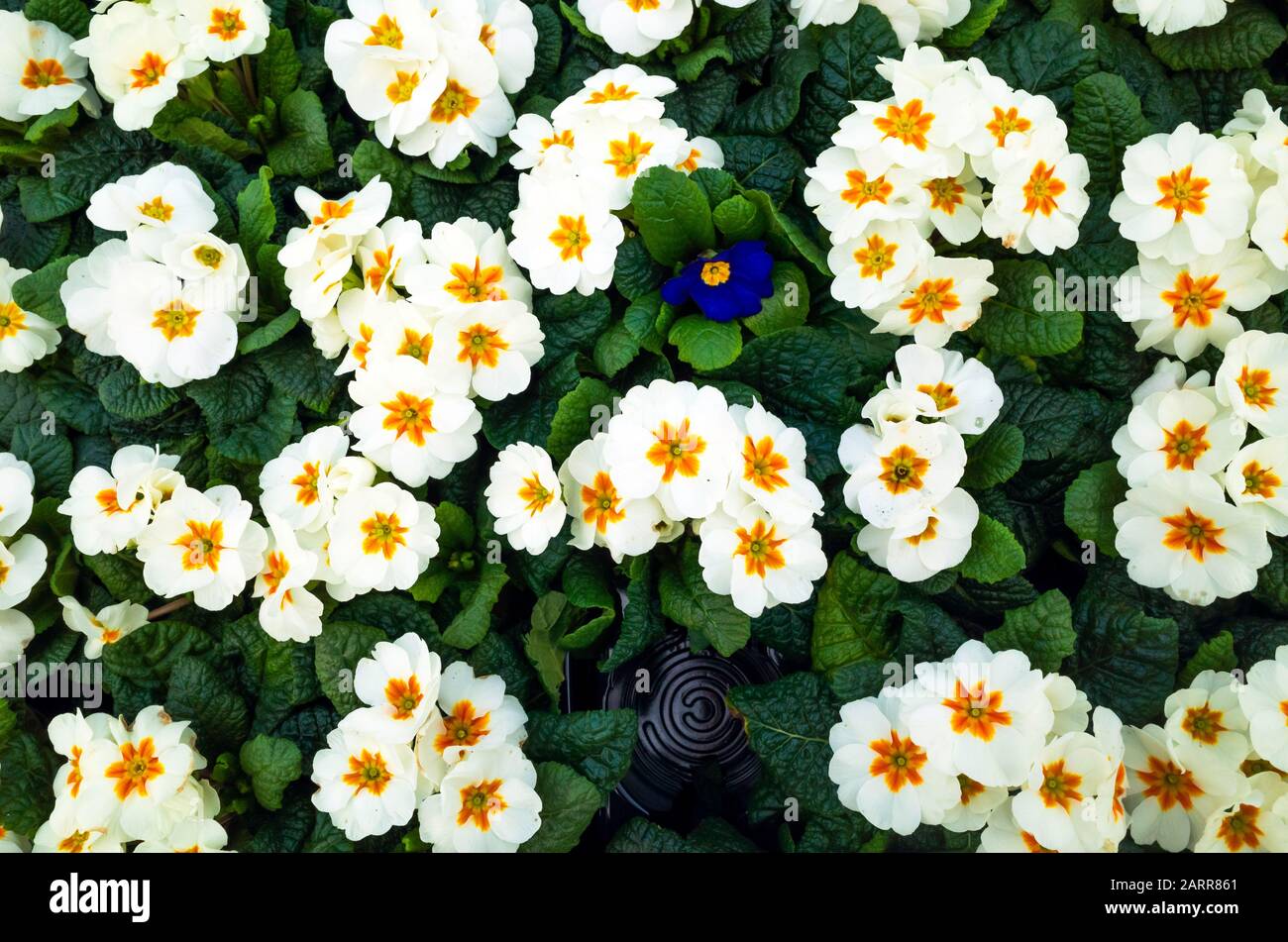White Primrose plants in a garden centre for sale ready for spring ...